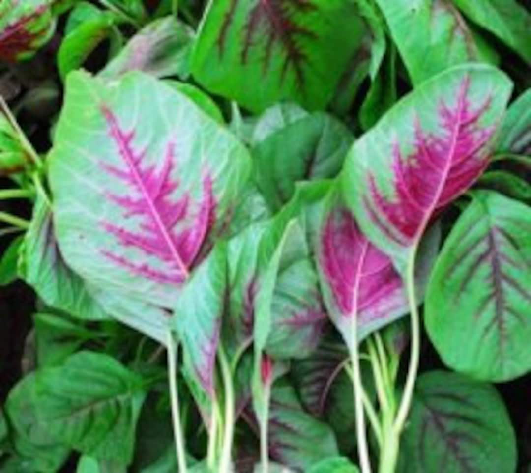 Red Stripes Amaranth, Yin Choi, Chinese Spinach, Amaranthus Tricolor ...