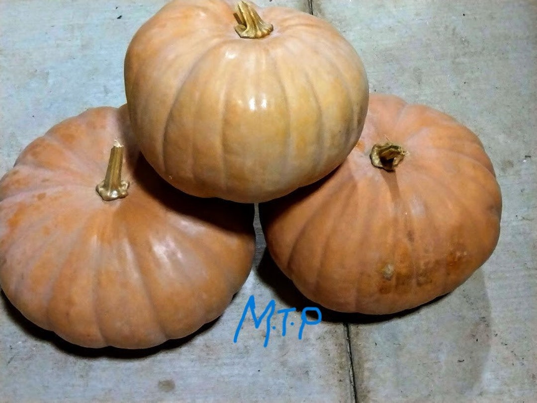 Sweet Hazel Baking Pumpkins, Hazel Baking Pumpkins, Sweet Hazel ...