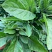 Green SEEDS african Spinach, Efo Tete, Callaloo, Amaranthus Hybridus ...