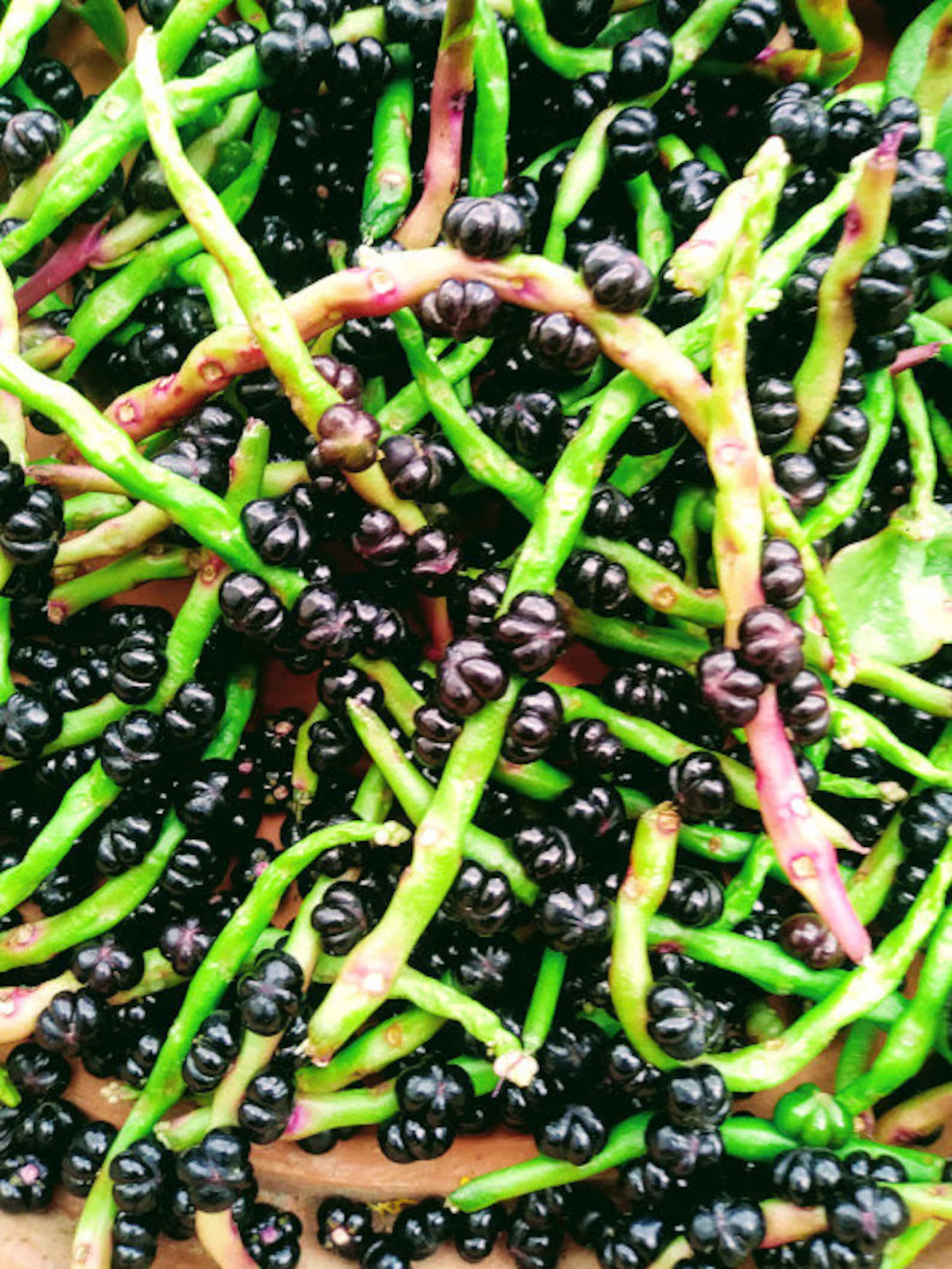Malabar Spinach Seeds GREEN/RED STEM Basella Alba, Alugbati, Mồng Tơi ...