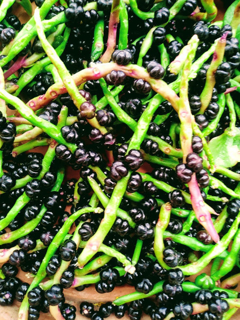 Malabar Spinach Seeds GREEN/RED STEM Basella Alba Alugbati - Etsy