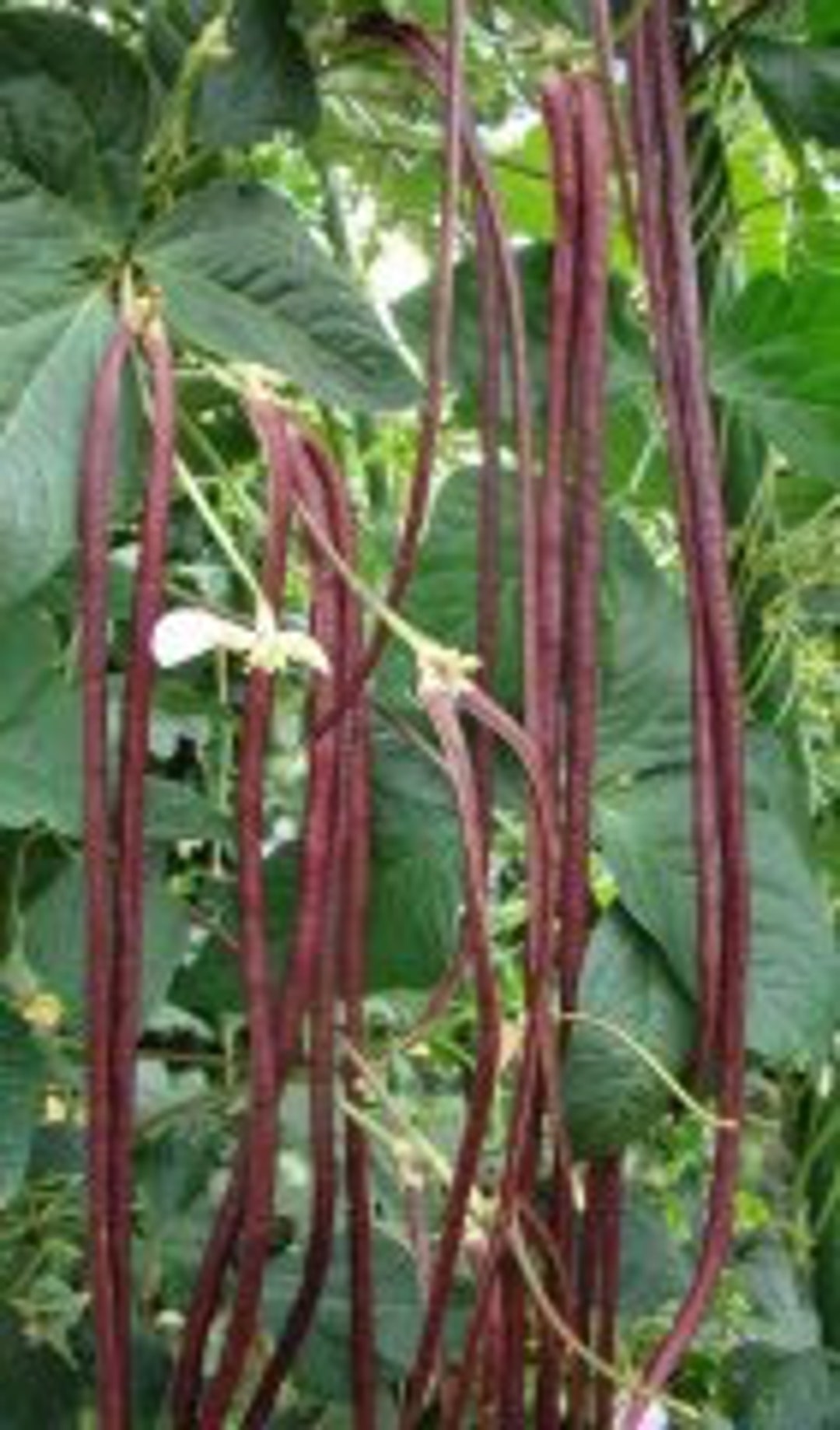 Yard Long Red Noodle Beans, Asparagus Beans or Chinese Long Beans ...