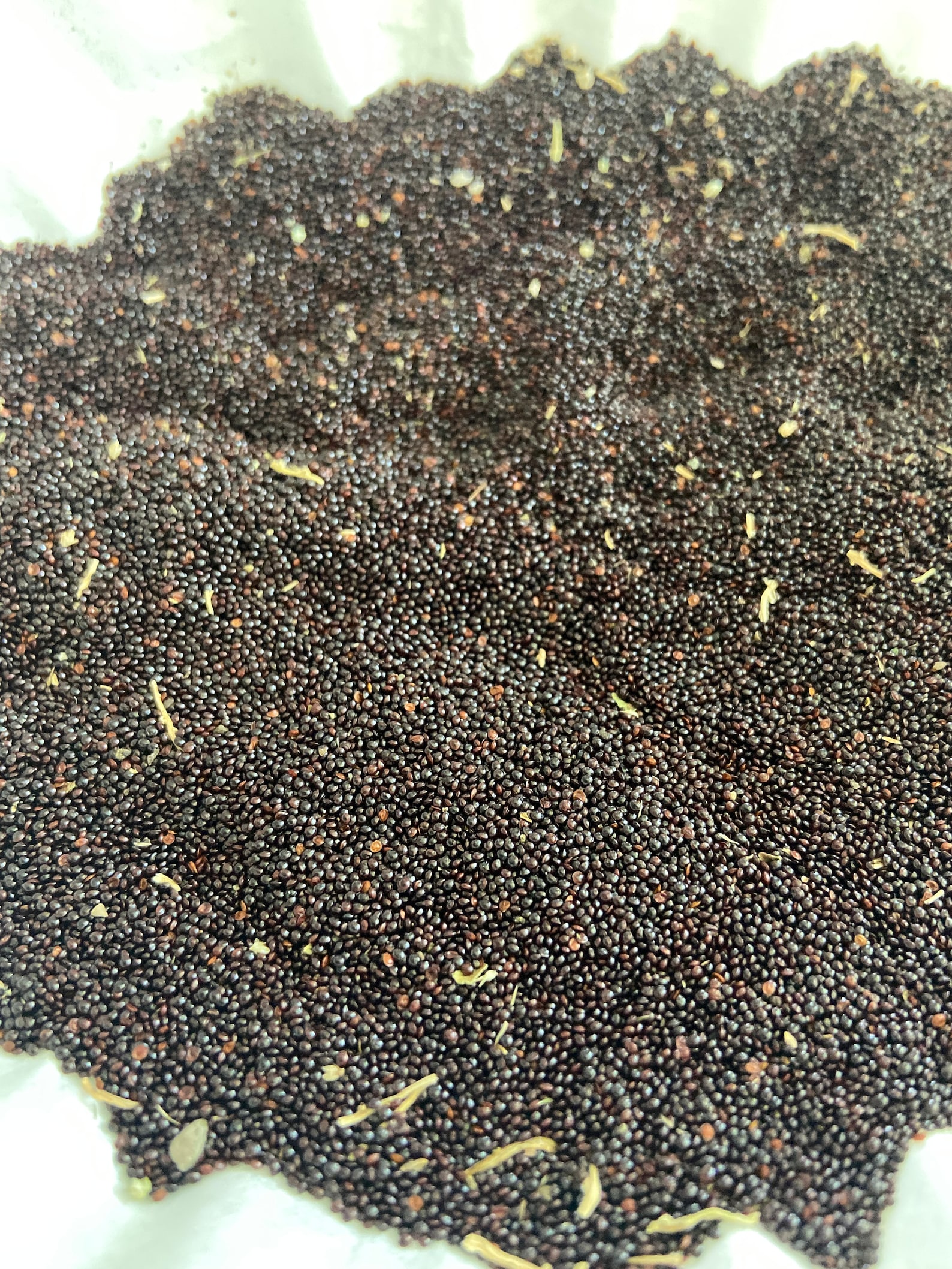 Green SEEDS (african Spinach, Efo Tete, Callaloo, Amaranthus Hybridus ...