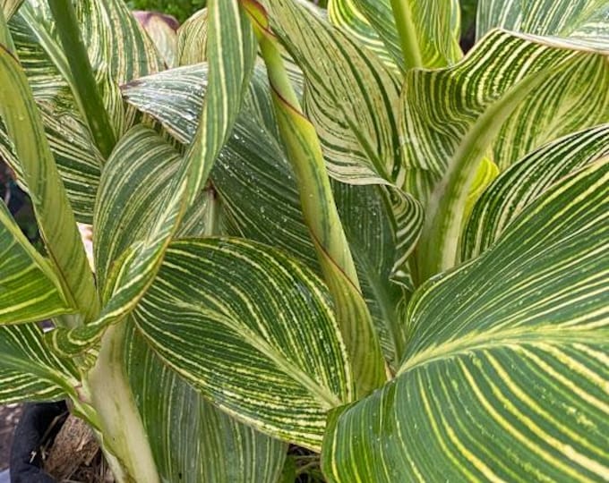 RARE Canna Lily Rhizome Bulb, Red Tiger, Variegated, Live Plant - Etsy