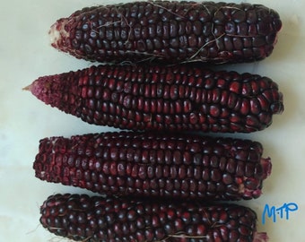 Amethyst Dream Purple Glass Gem Cherokee Indian Corn Heirloom - Etsy