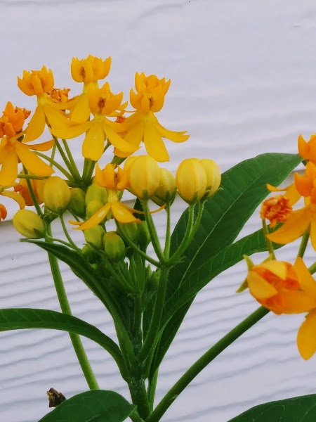 TROPICAL MILKWEED YELLOW (asclepias Curassavica); Scarlet Milkweed ...