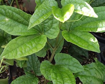 Fluted Pumpkin Seed - Etsy