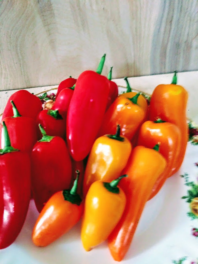 MIXED Lunchbox Snack Pepper Seeds; Red, Yellow, and Orange, Capsicum ...