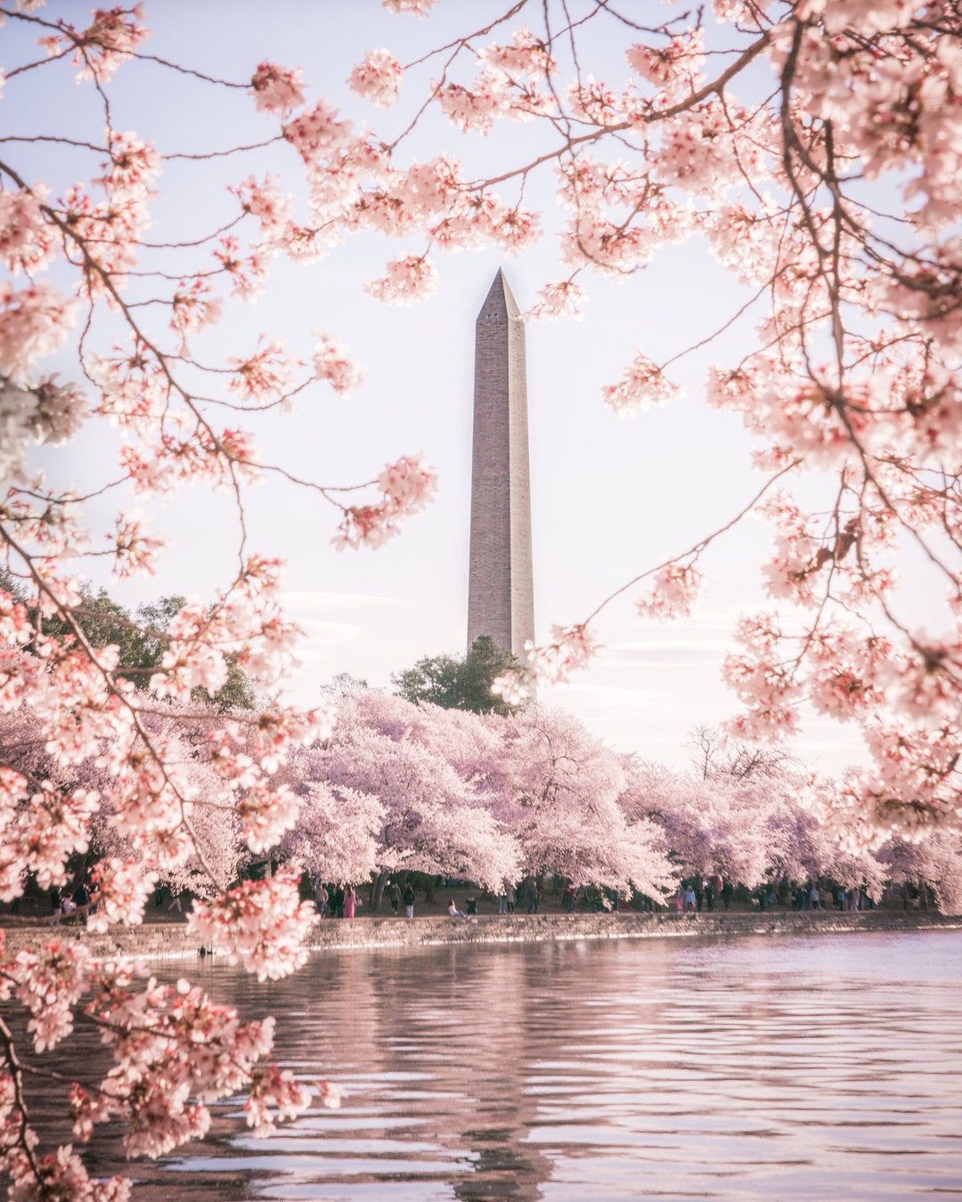 PHOTO | Washington D.C. Cherry Blossom Festival | Paper, Canvas & Foam ...