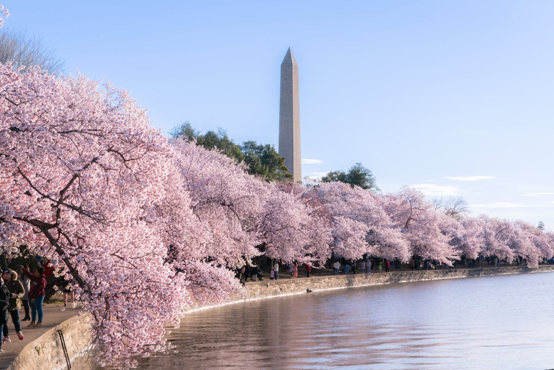 PHOTO | Washington D.C. Cherry Blossom Festival | Paper, Canvas & Foam ...