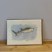 Whale Shark (02) Watercolor Print; Card - Etsy