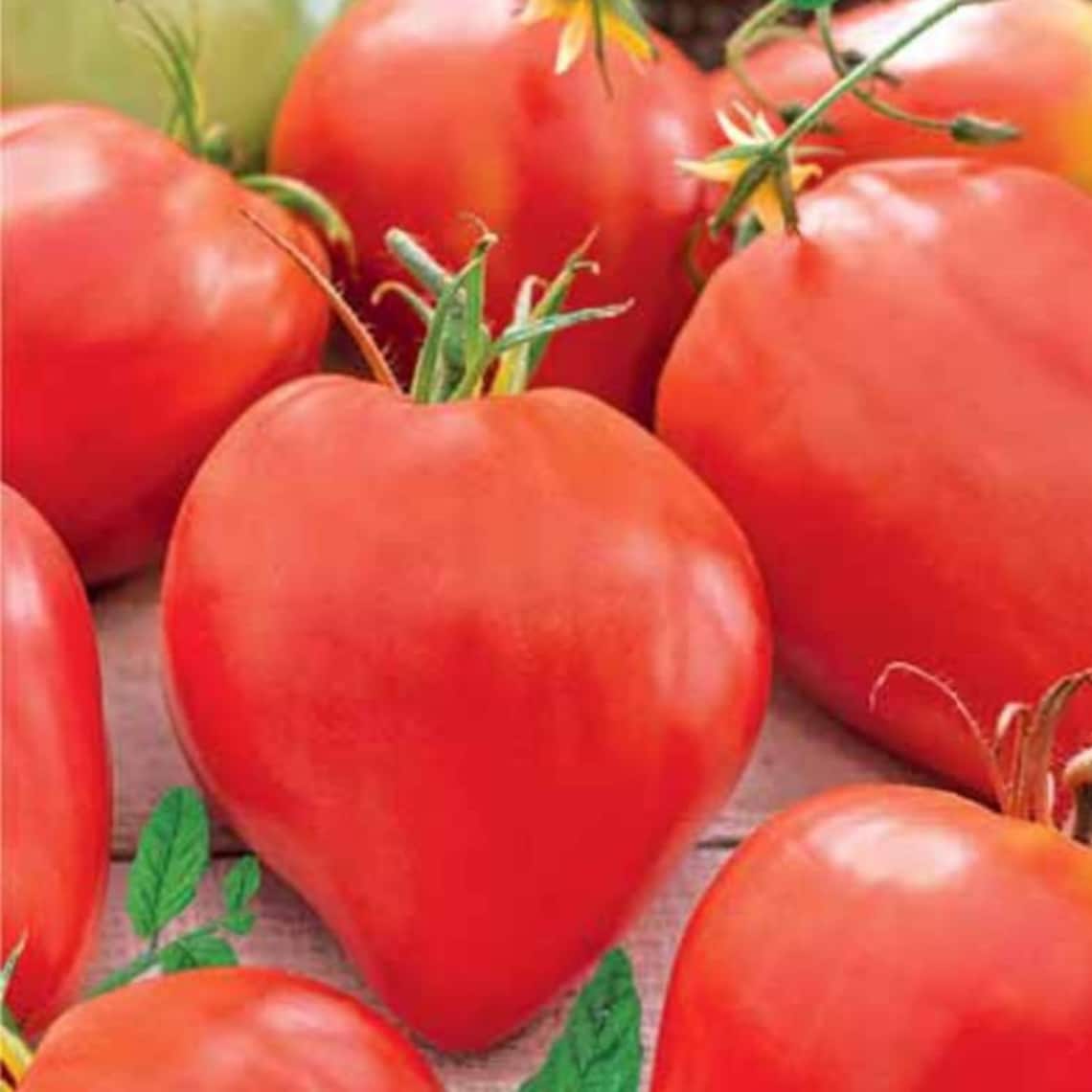 Tomato Seeds Bull Heart Red Heirloom Vegetable Seeds. 70 SEEDS | Etsy