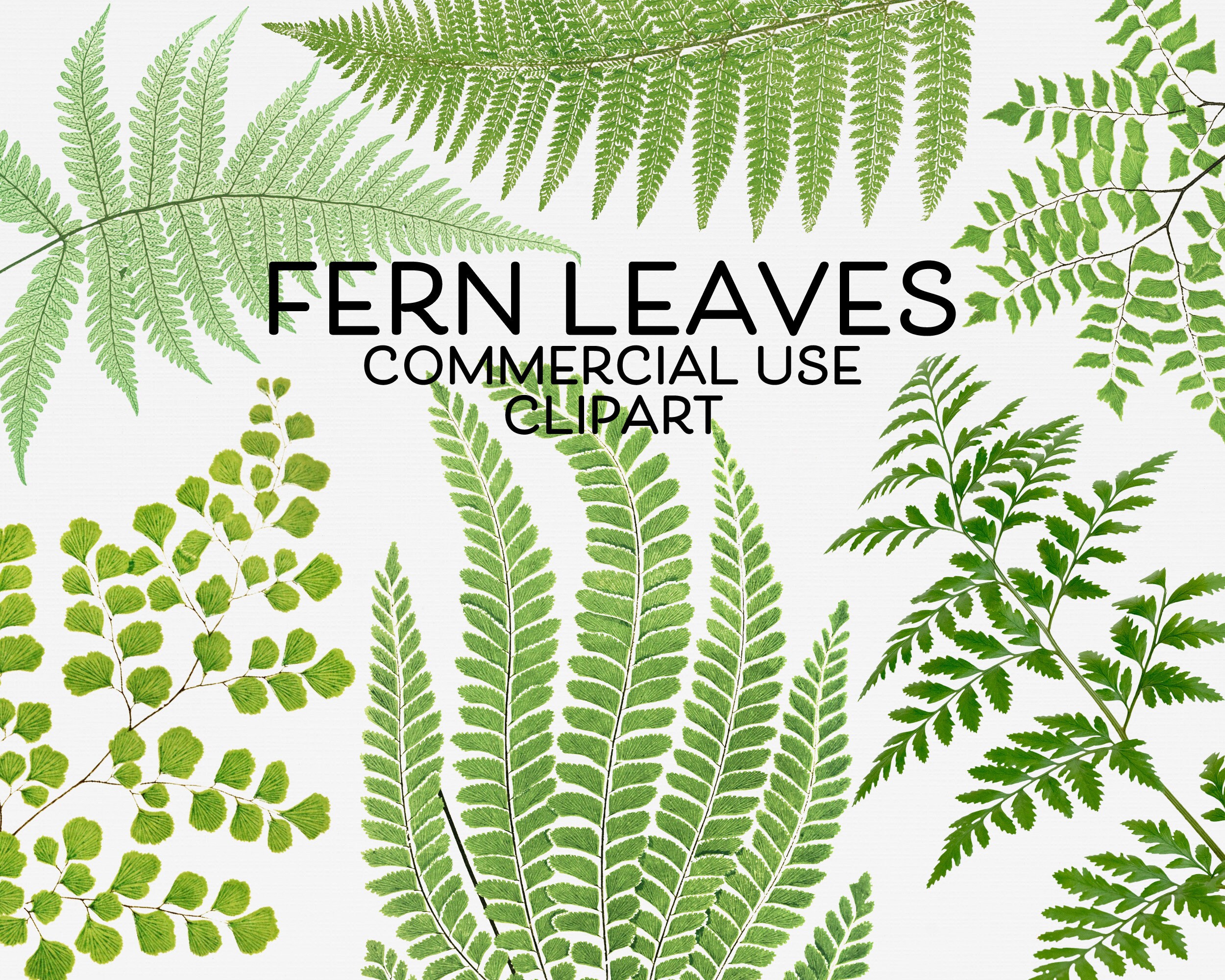 Fern Leaves Clipart Leaf