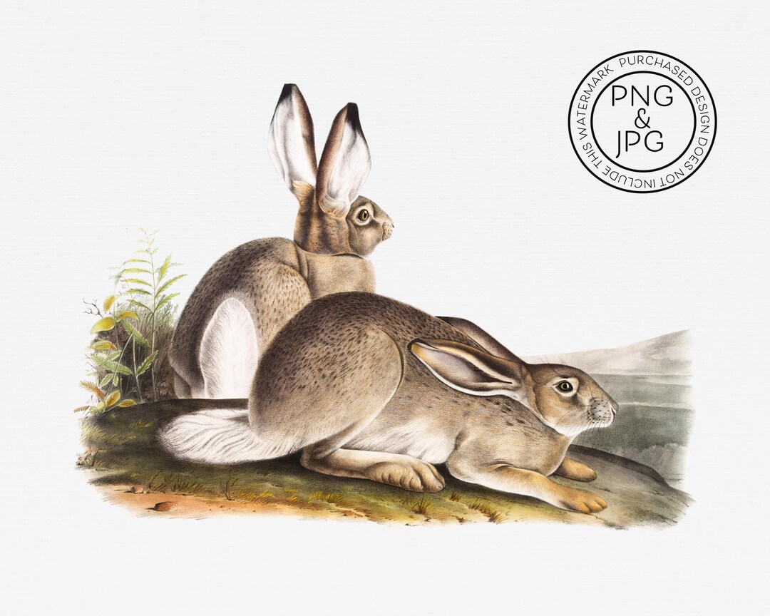 North American Hare Clipart Hare Png Hare Illustration - Etsy