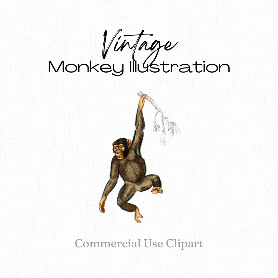 Monkey Clipart Monkey Illustration Monkey Png Primates Clip - Etsy
