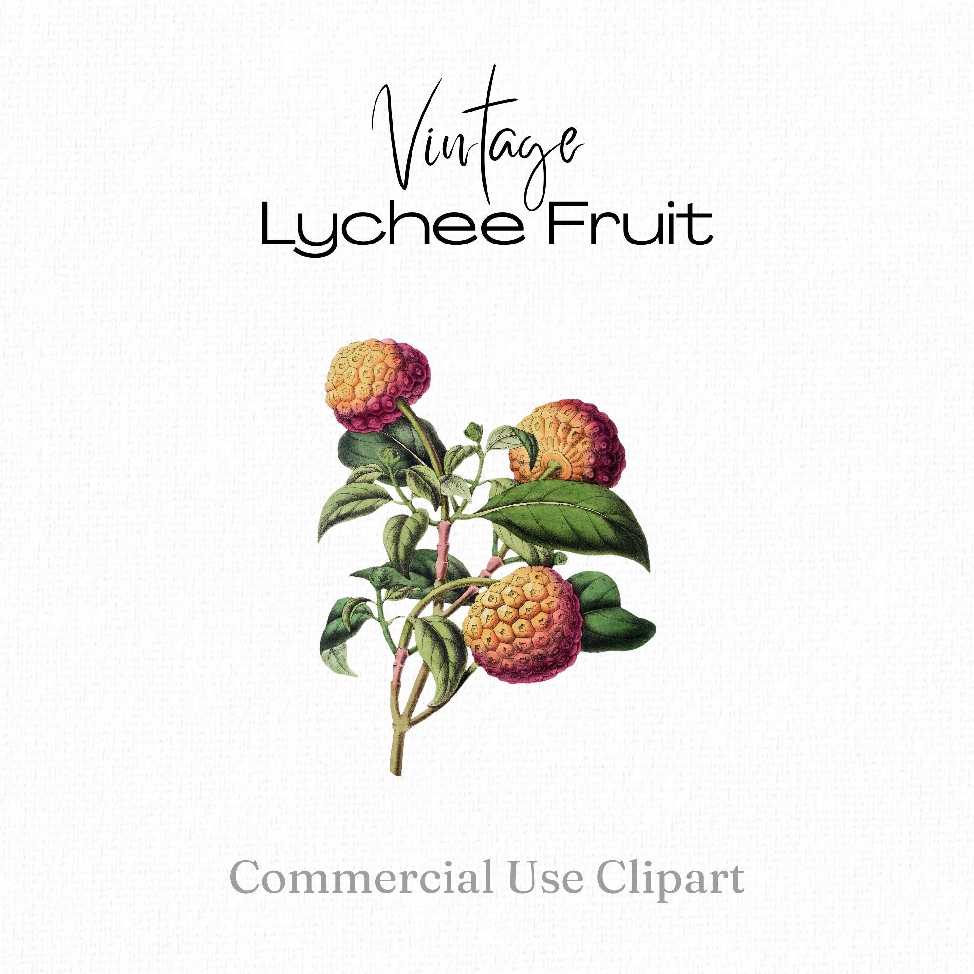 Lychee Clipart