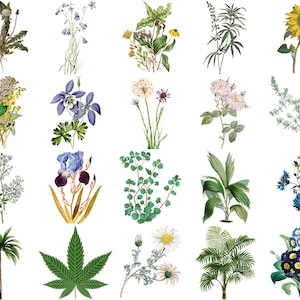146 Botanical Clipart Bundle Vintage Flower Illustrations Palm Trees ...