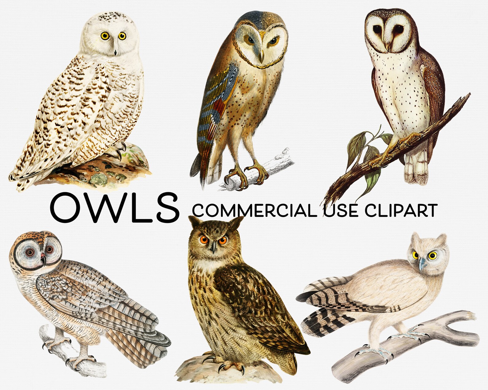 Owls Clipart Bundle Set of 6 Owl Illustrations Vintage - Etsy