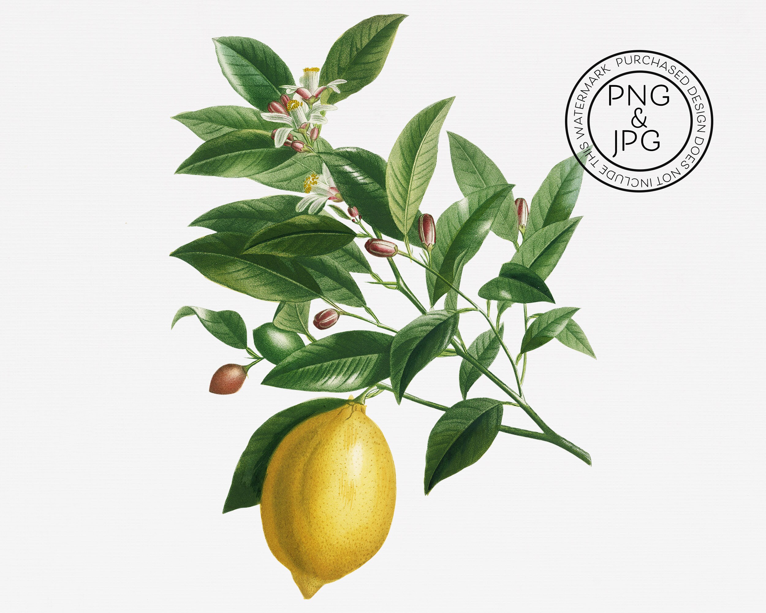 Lemon Tree Clip Art Lemon Leaf Flowers and Buds Charles - Etsy