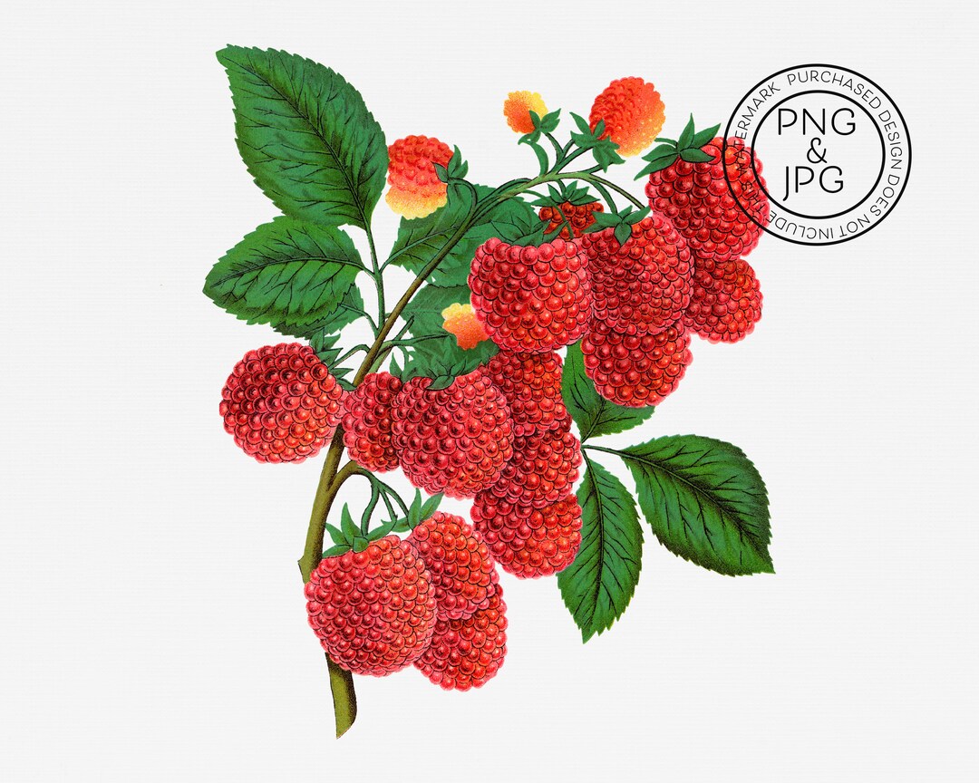 Red Berries Raspberry Clip Art Raspberry Leaf Raspberry - Etsy