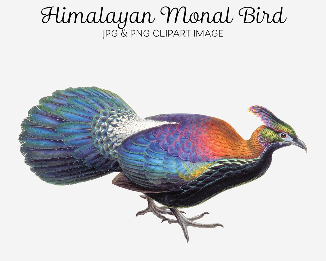 Himalayan Monal Bird Print Monal Clipart Png Vintage Bird - Etsy