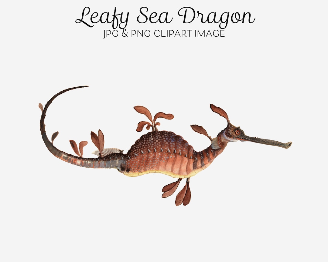 Leafy Sea Dragon Clipart, Weedy Seadragon, Australian Marine Life ...