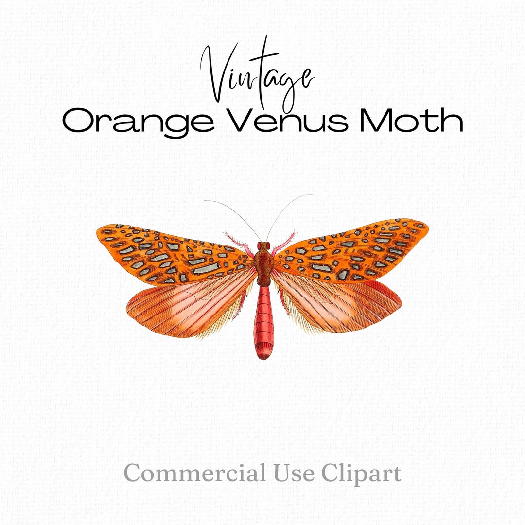 Moth Clipart, Orange Venus Moth for Collage, Decoupage, Scrapbooking ...
