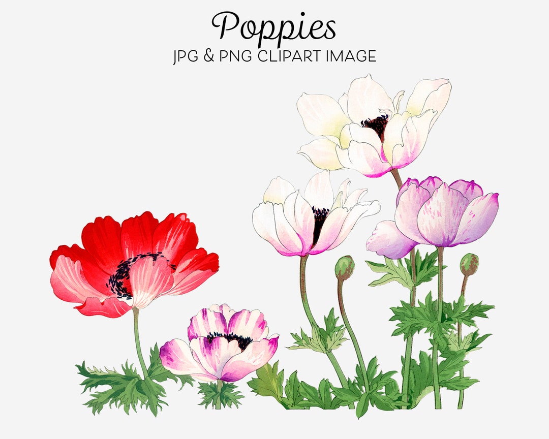 Poppy Clipart Poppy Flower Colourful Flowers Mothers Day Gift Ideas DIY ...