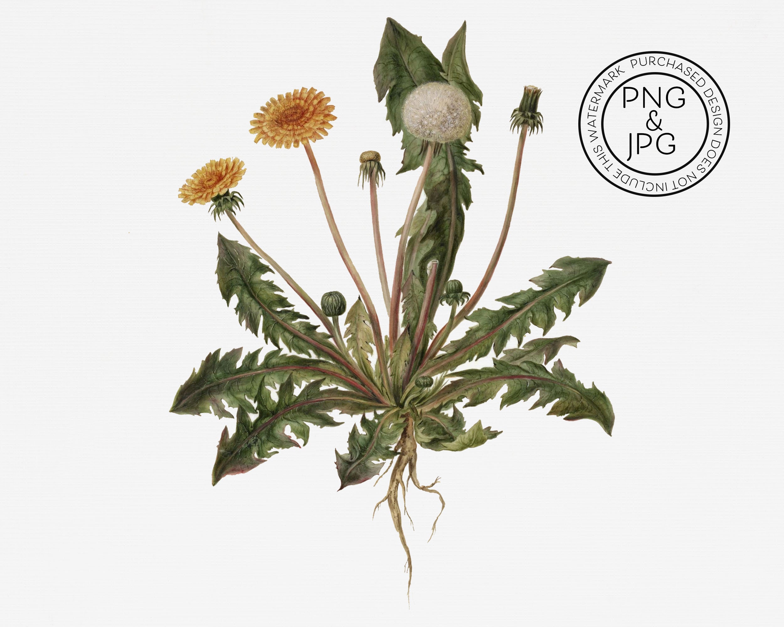 Herb Clipart Dandelion Png Botanical Illustration Clip Art - Etsy