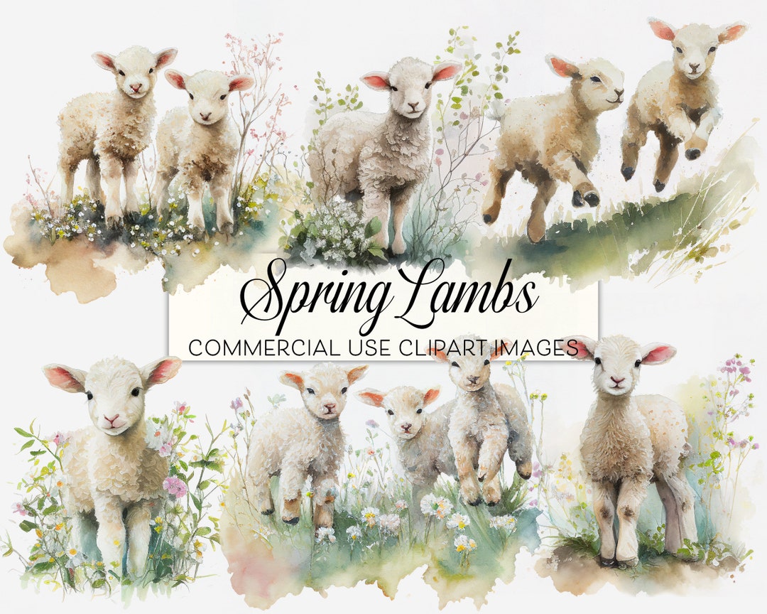 Spring Lambs Clipart Bundle Watercolour Lamb Baby Sheep Png - Etsy