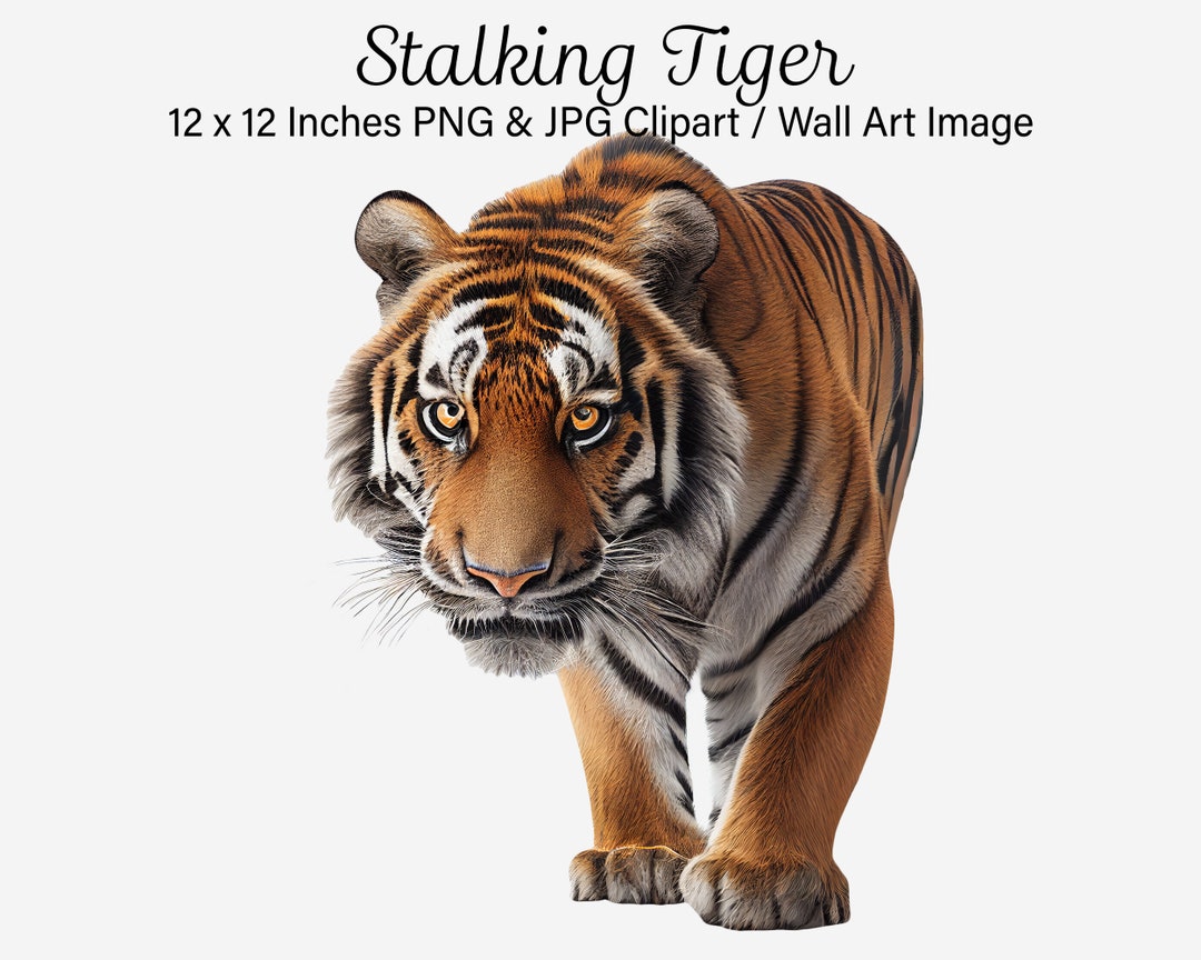 Realistic Tiger Clipart Tiger Photo Stalking Tiger Tiger - Etsy