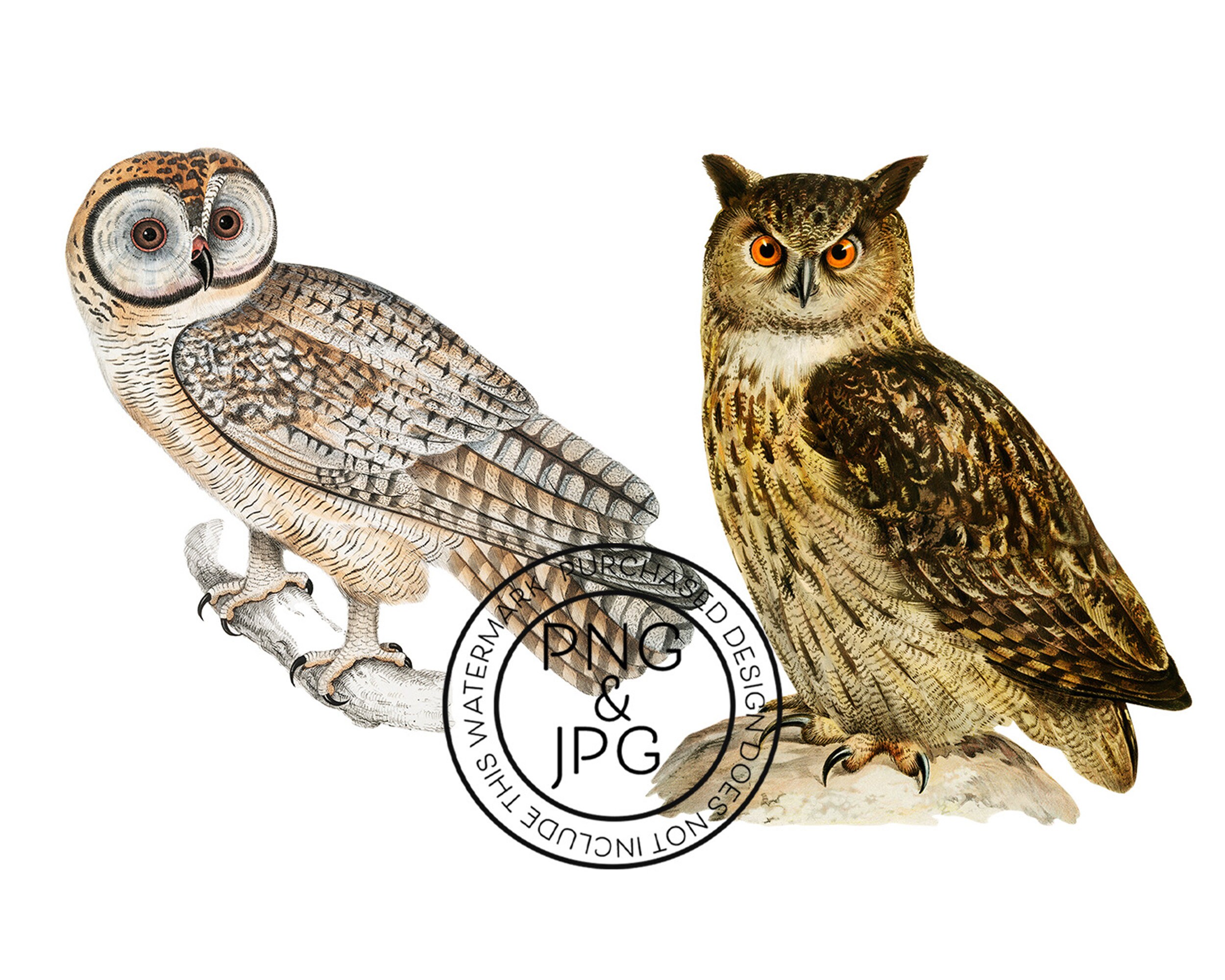 Owls Clipart Bundle Set of 6 Owl Illustrations Vintage - Etsy