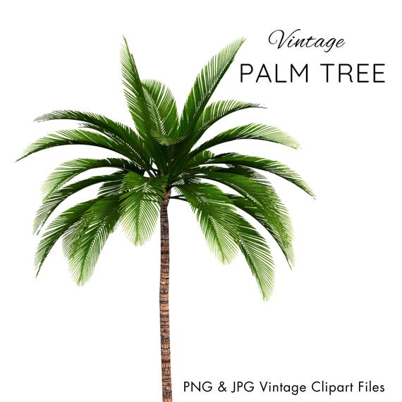 Palmboom Clipart Png Evergreen Palm Vectorafbeeldingen | Depositphotos