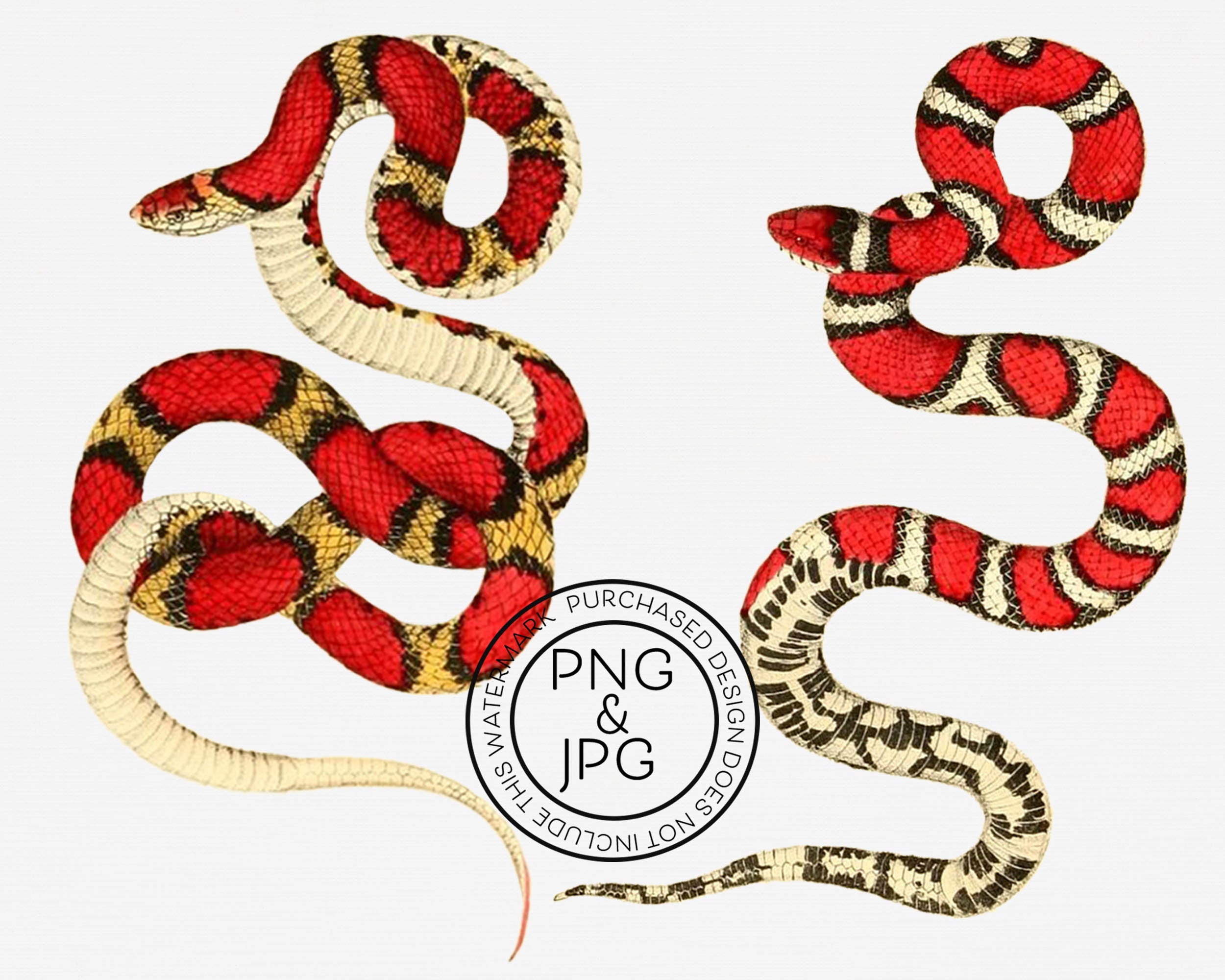 Fussy Cut Snakes Clipart Bundle North American Snakes Png - Etsy