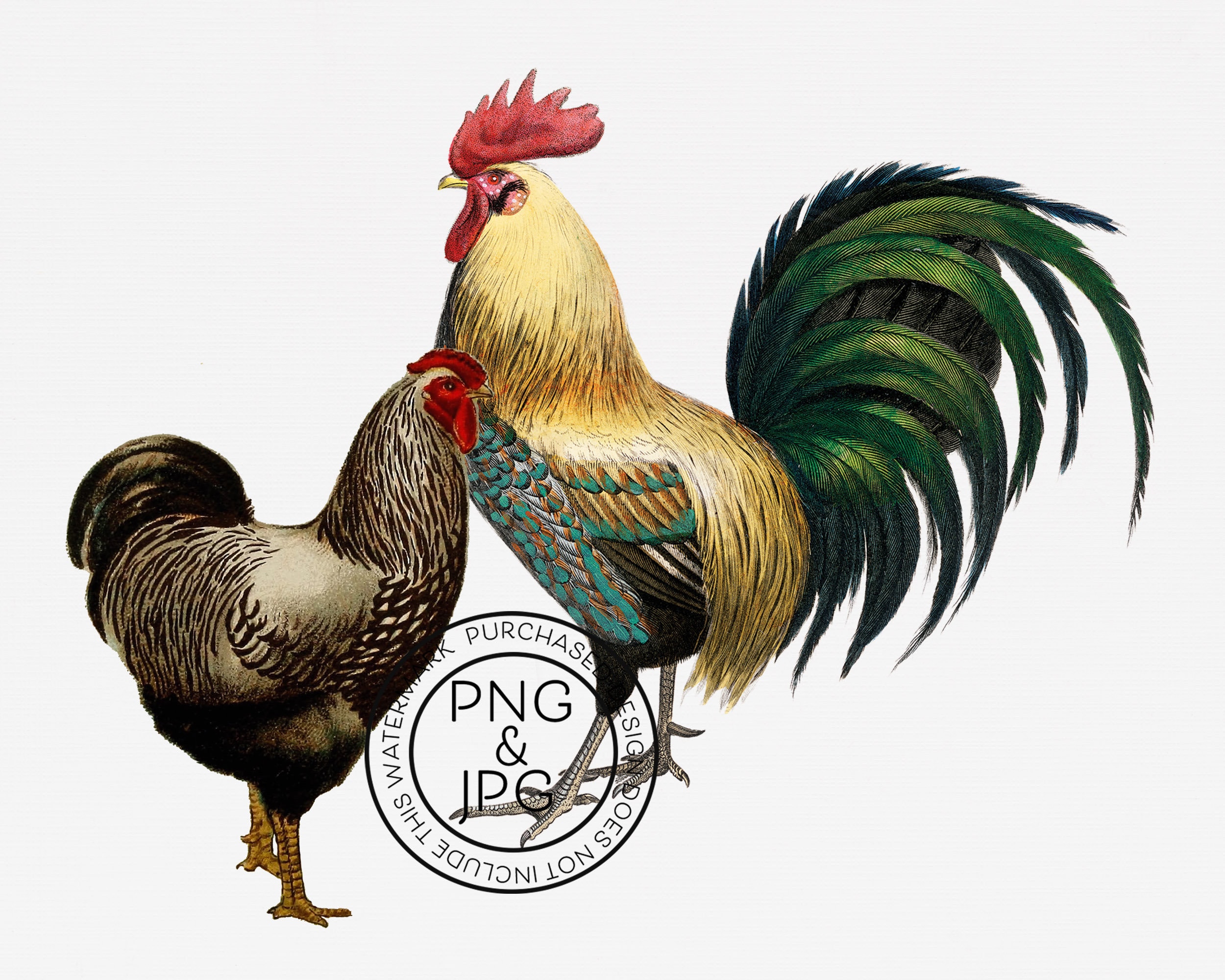 Chicken Clipart Rooster Clipart Farm Animal Bundle Chicken - Etsy