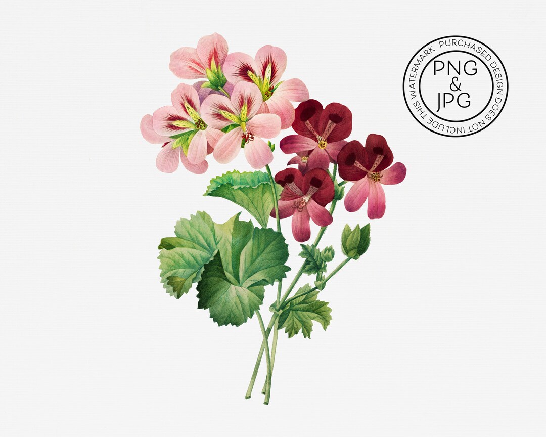 Geranium Flower Sublimation Design for Tshirts Mugs Poster - Etsy