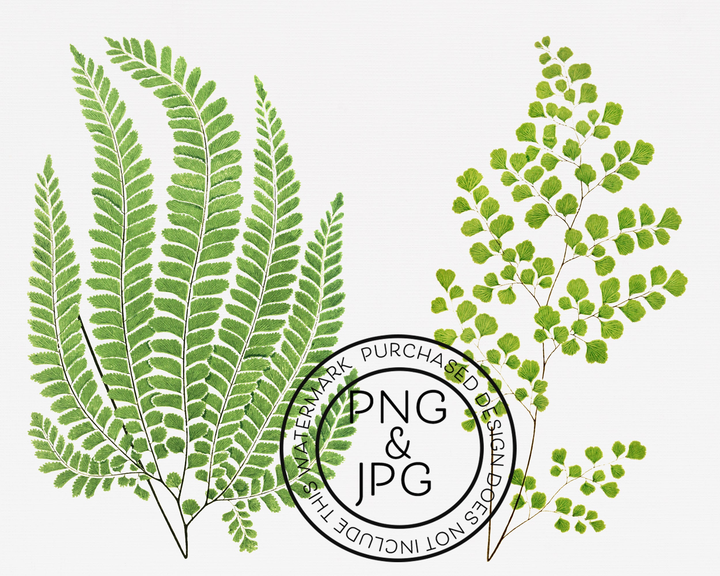 Fern Leaves Clipart Bundle Tropical Leaf Illustrations - Etsy