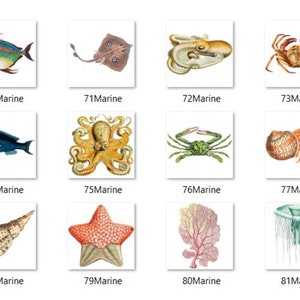 Marine Life Clip Art Bundle, Underwater Clipart, Sea Creatures Photo ...