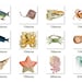 Marine Life Clip Art Bundle, Underwater Clipart, Sea Creatures Photo ...