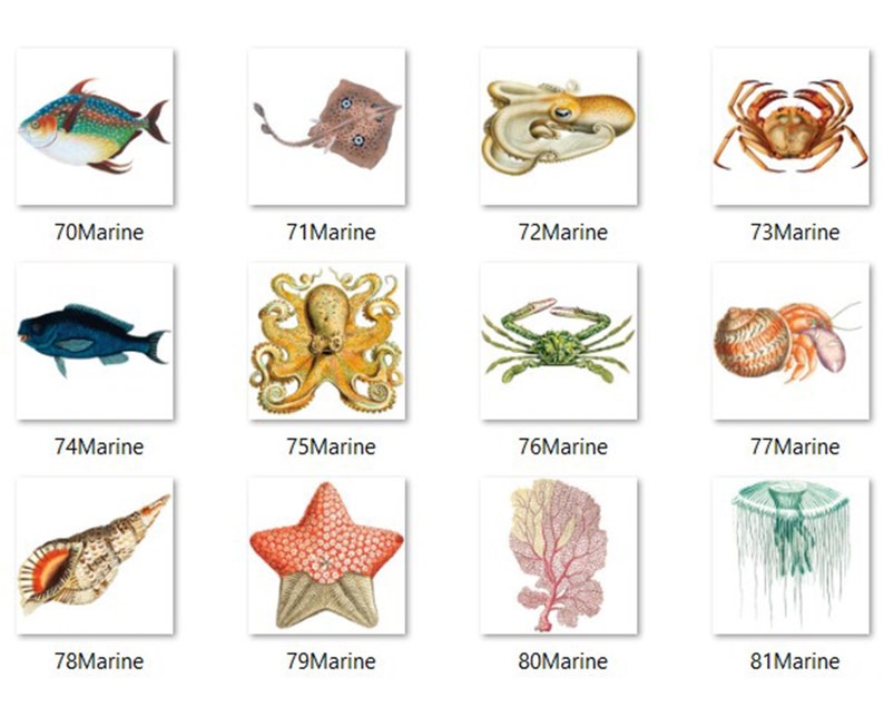 Marine Life Clip Art Bundle Underwater Clipart Sea Creatures - Etsy