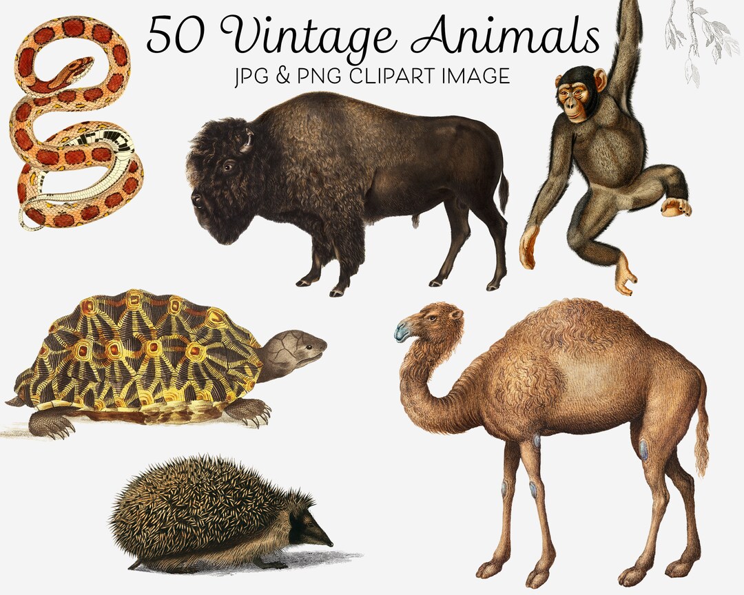 50 Animal Clipart Bundle Vintage Illustrations Antique Art - Etsy