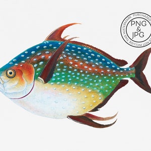 Opah Fish Clipart, Exotic Fish Png, Tropical Fish Png, Colourful Fish ...