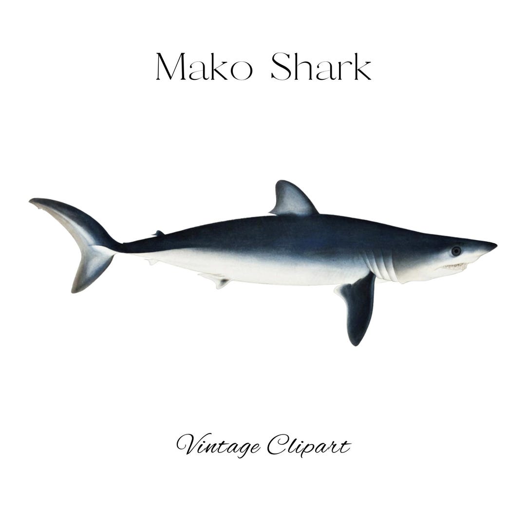Shortfin Mako Shark Clipart, Shark Png, Isurus Oxyrinchus, Shark ...
