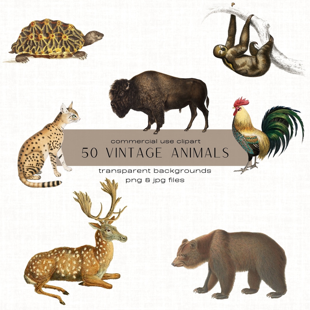 50 Animal Clipart Bundle, Vintage Illustrations, Antique Art, Digital ...