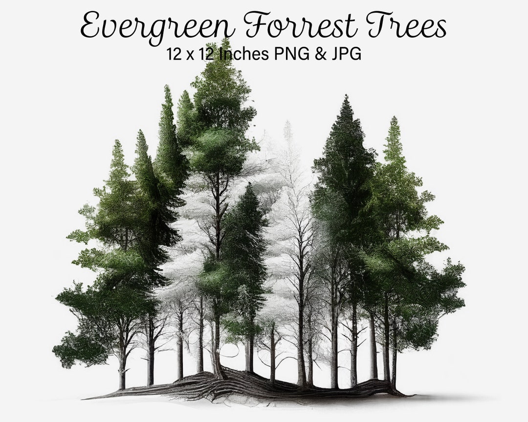 Forest Trees Clipart Forest Png Evergreen Trees Pine Trees - Etsy