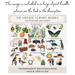 Marine Life Clip Art Bundle, Underwater Clipart, Sea Creatures Photo ...