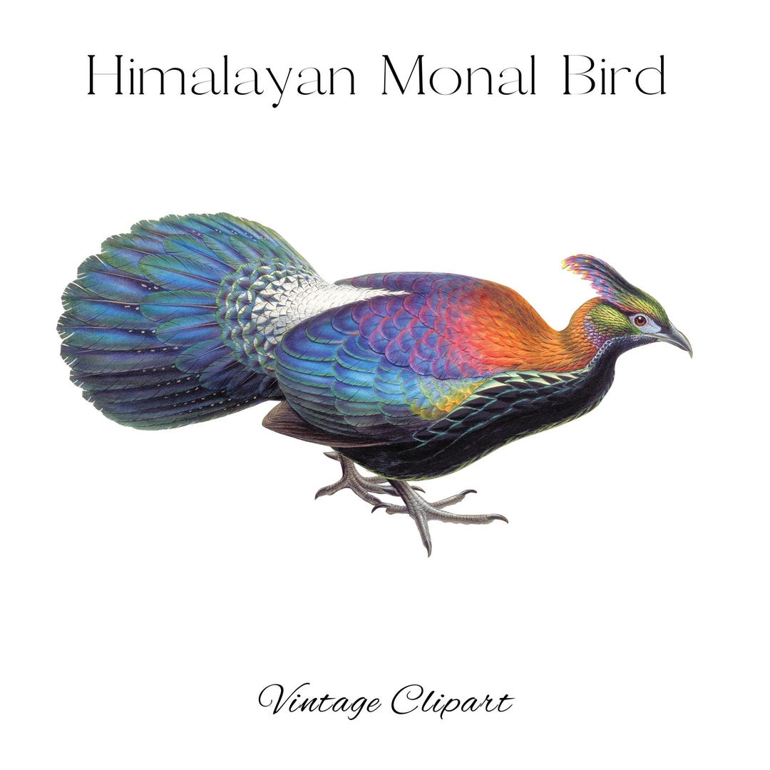 Himalayan Monal Bird Print, Monal Clipart Png, Vintage Bird Art ...