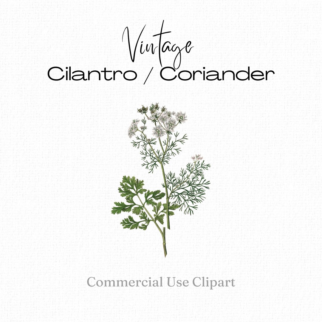 Cilantro Clipart, Cilantro png, Imagen de cilantro, Planta de hierbas ...