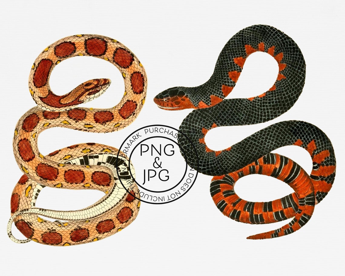 Fussy Cut Snakes Clipart Bundle North American Snakes Png - Etsy