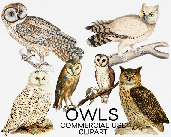 Owls Clipart Bundle Set of 6 Owl Illustrations Vintage | Etsy